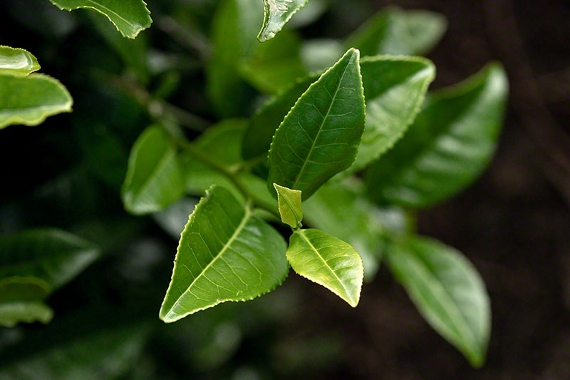 Guide to Tea Flushes: First Flush vs Second Flush – Simple Loose Leaf